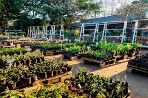 Discover the Magic of Fig Tree Farm - 1000 Hills Tourism